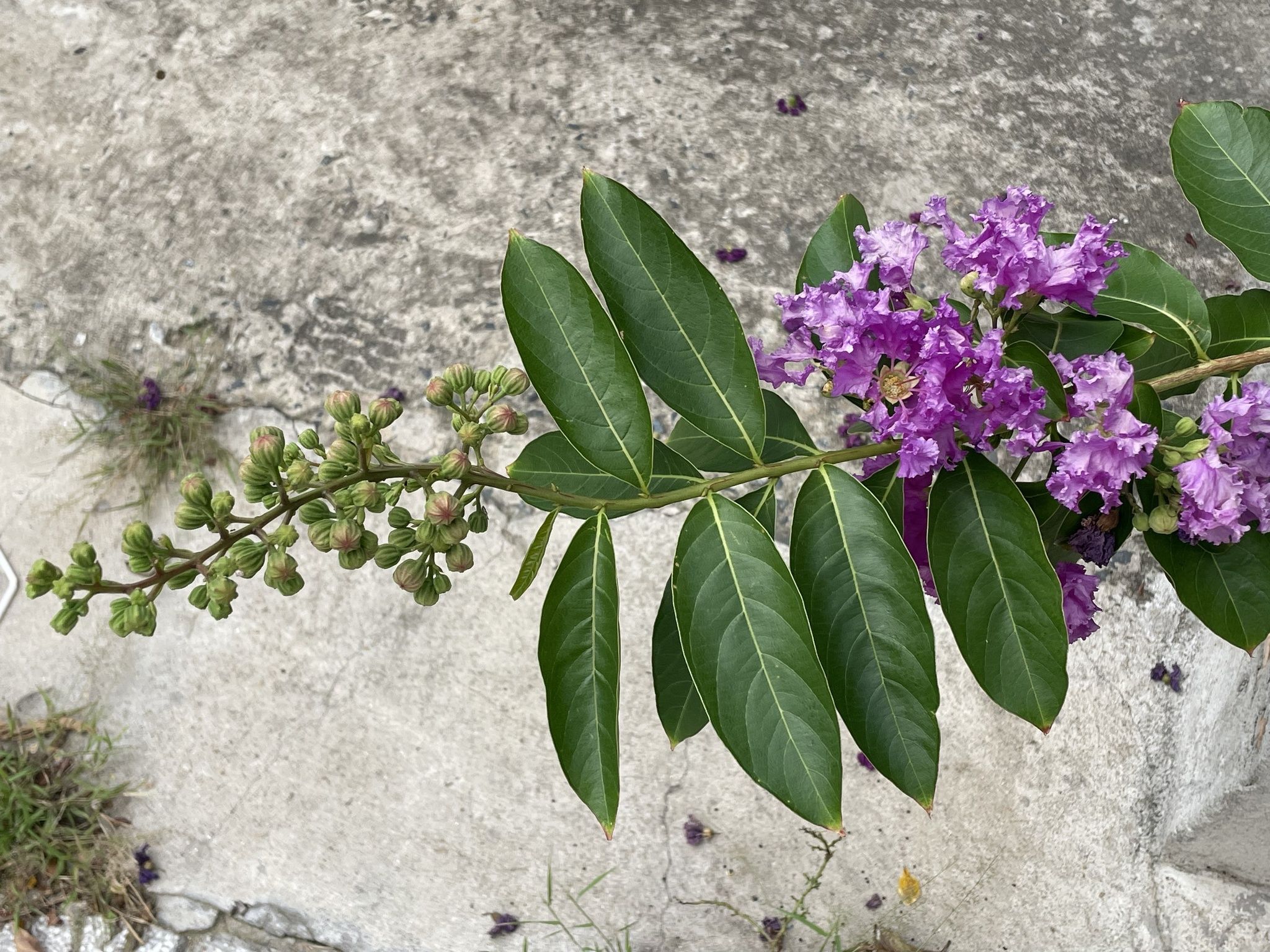 Bungur Pohon (Lagerstroemia speciosa)