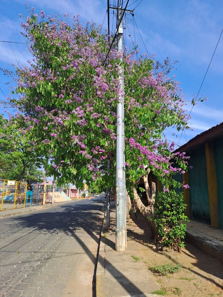 Bungur Pohon (Lagerstroemia speciosa)