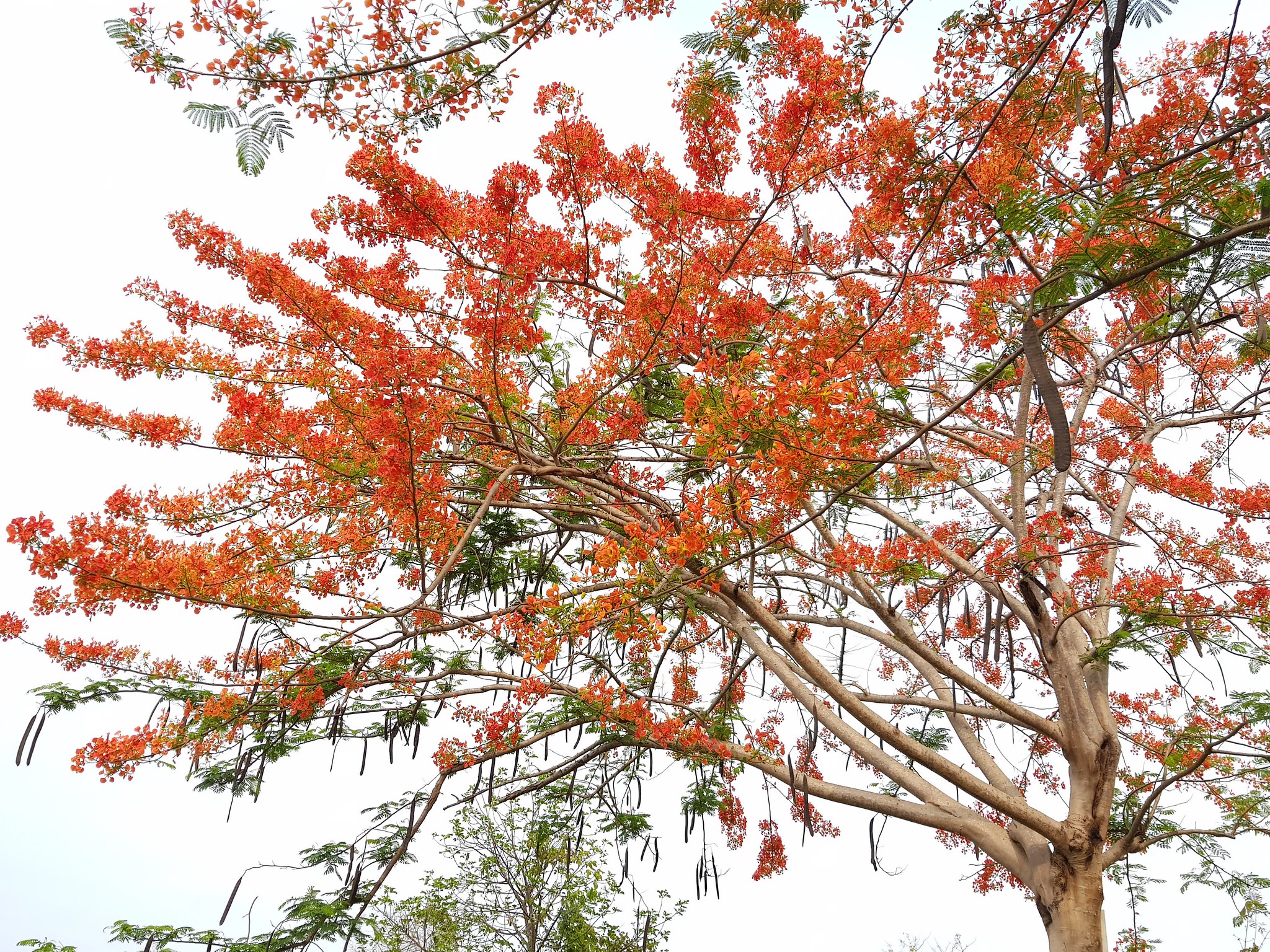 Flamboyan / Bunga Api (Delonix regia Raf.)