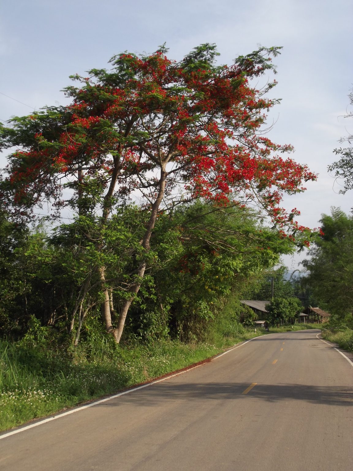 Flamboyan / Bunga Api (Delonix regia Raf.)