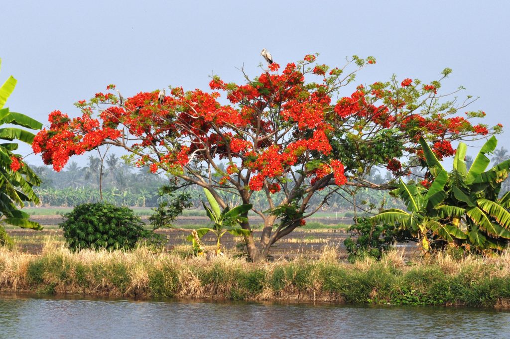 Flamboyan / Bunga Api (Delonix regia Raf.)
