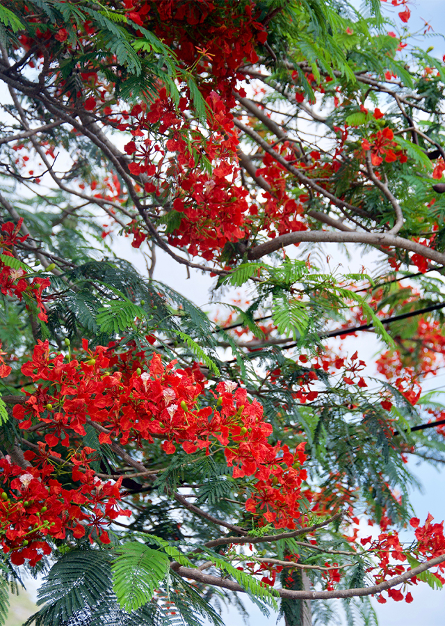 Flamboyan / Bunga Api (Delonix regia Raf.)