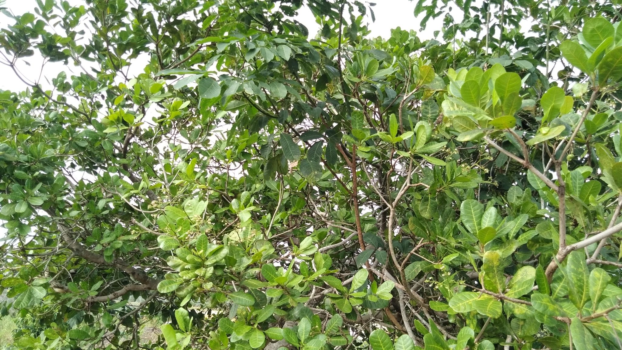 Jambu Mete (Annacardium occidentale L.)