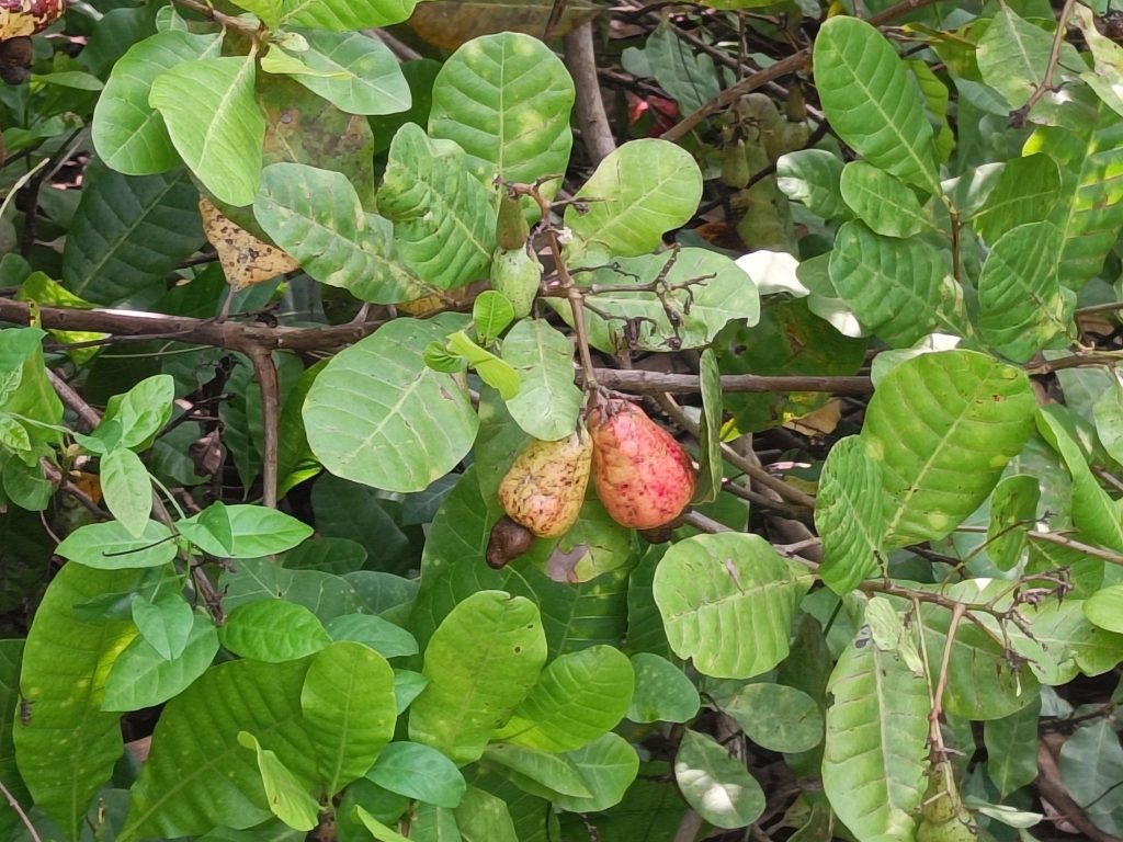 Jambu Mete (Annacardium occidentale L.)