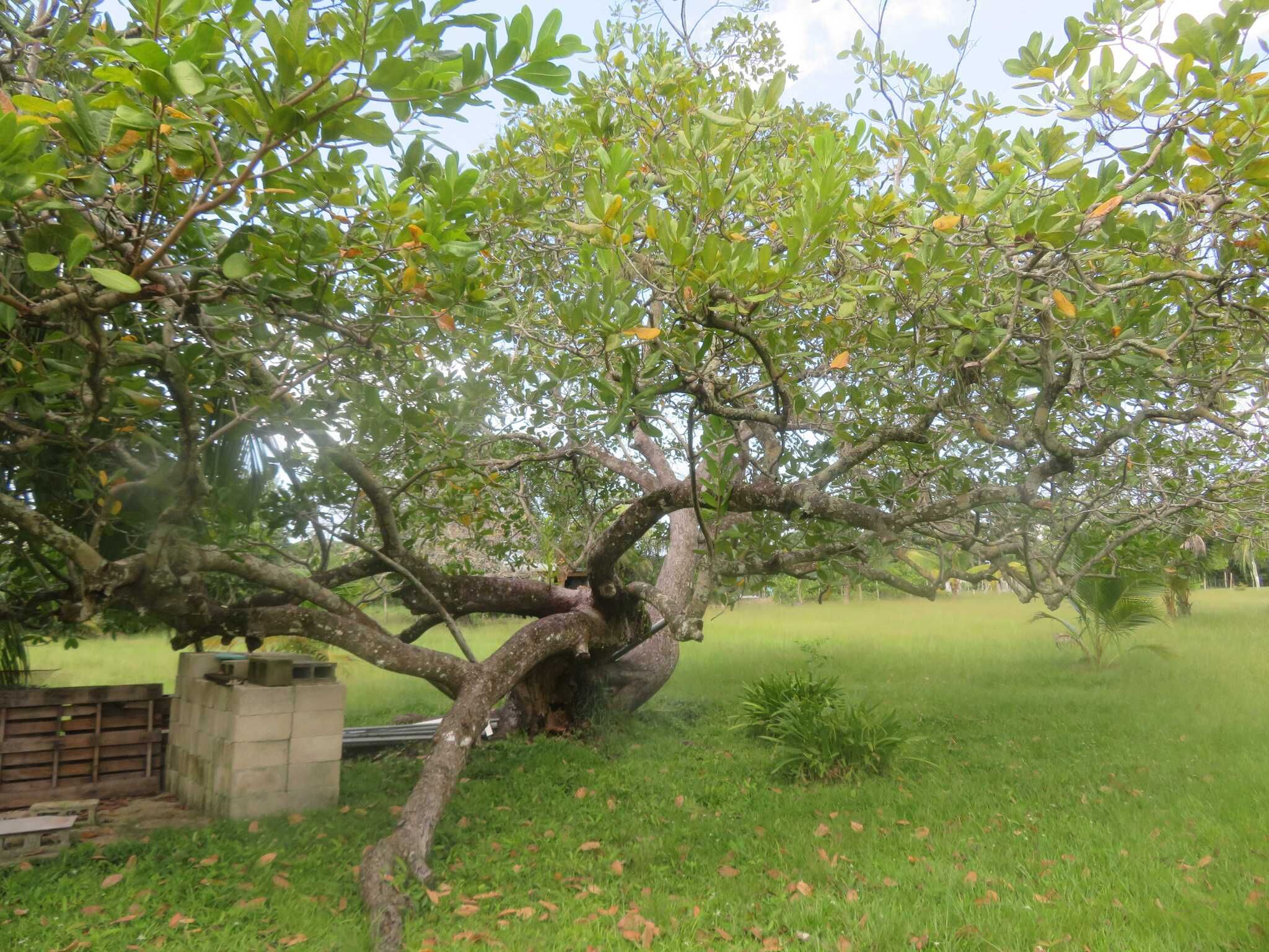 Jambu Mete (Annacardium occidentale L.)