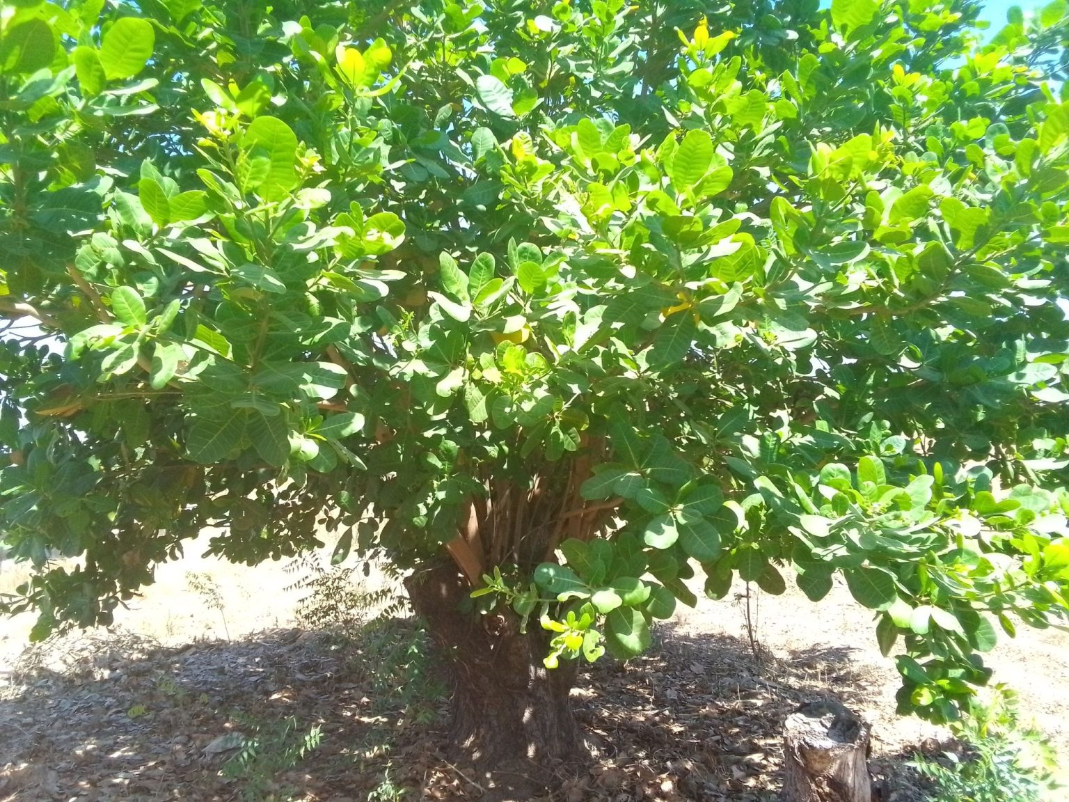 Jambu Mete (Annacardium occidentale L.)