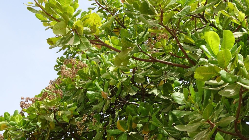 Jambu Mete (Annacardium occidentale L.)