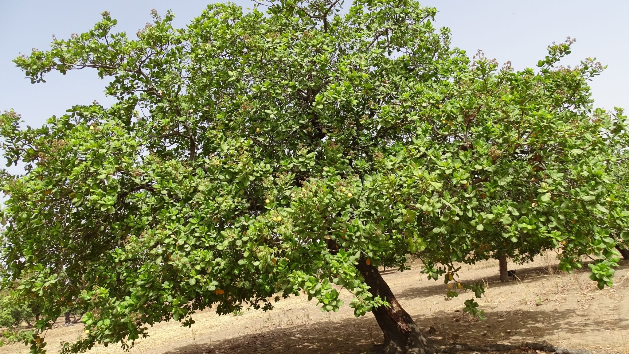 Jambu Mete (Annacardium occidentale L.)