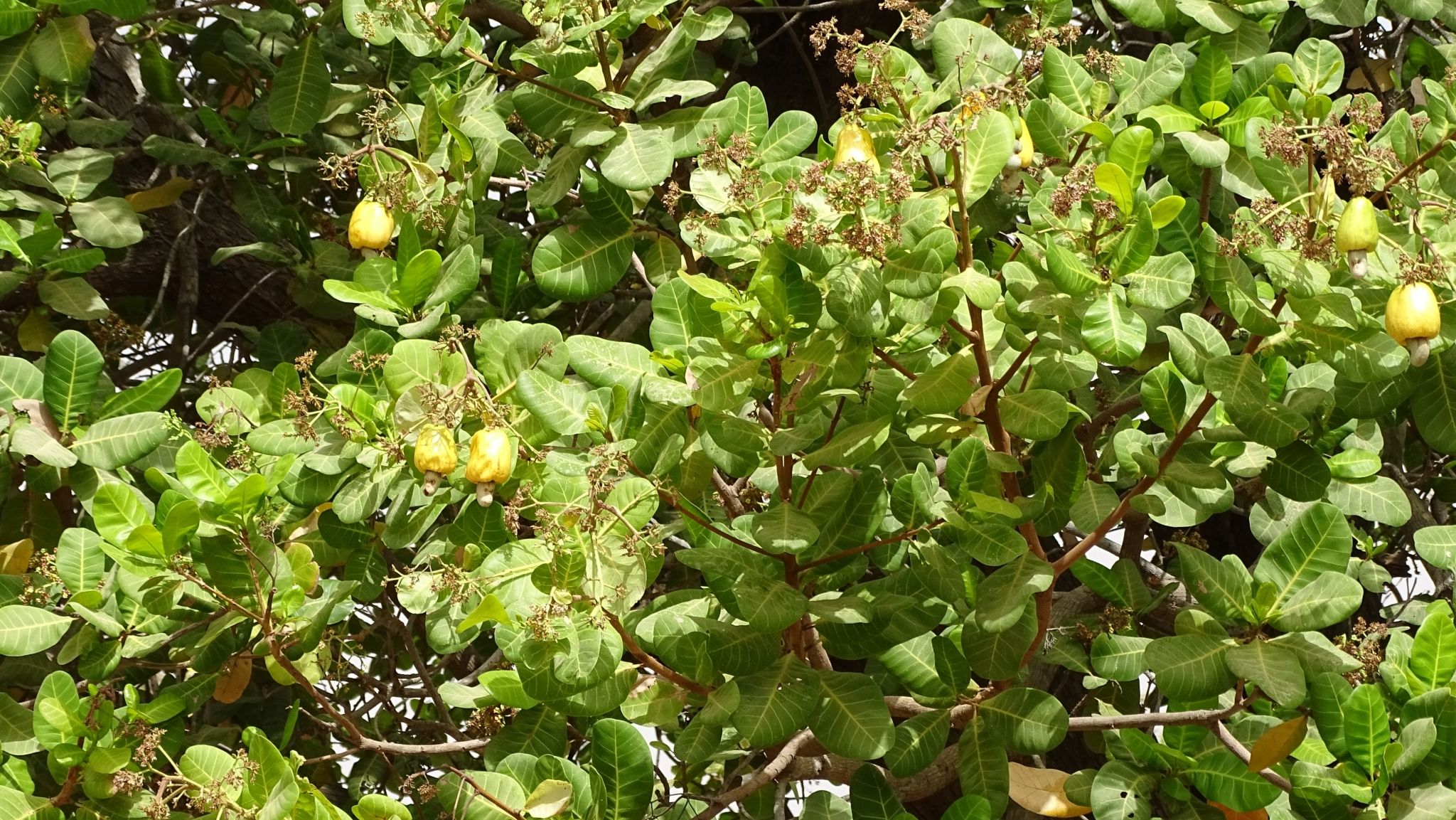 Jambu Mete (Annacardium occidentale L.)
