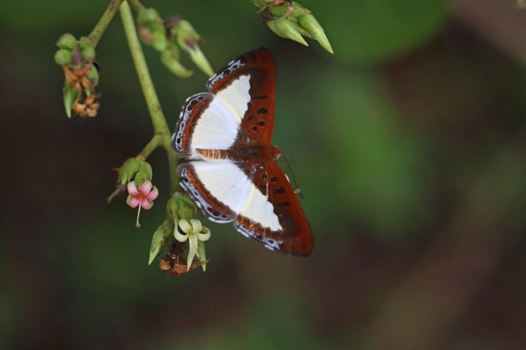 Jambu Mete (Annacardium occidentale L.)