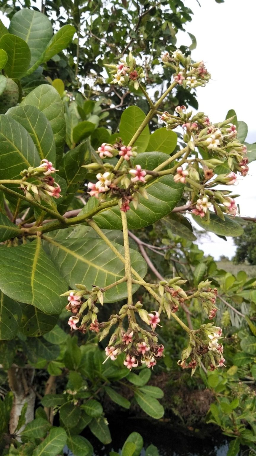 Jambu Mete (Annacardium occidentale L.)