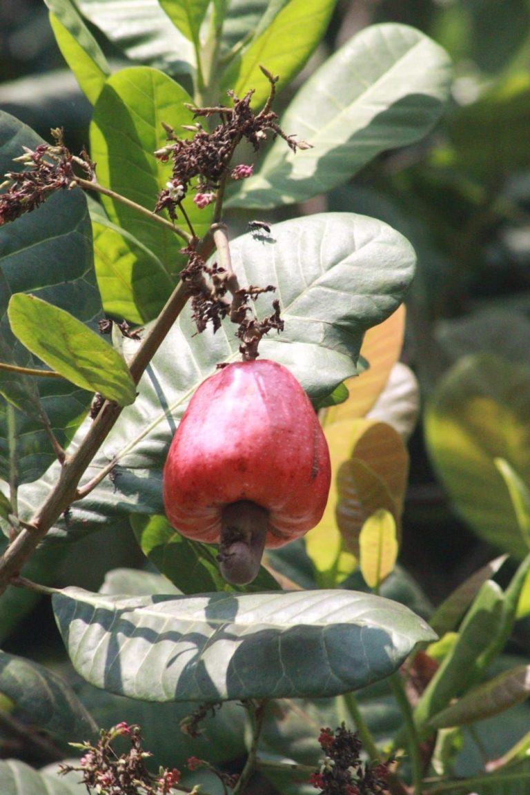 Jambu Mete (Annacardium occidentale L.)