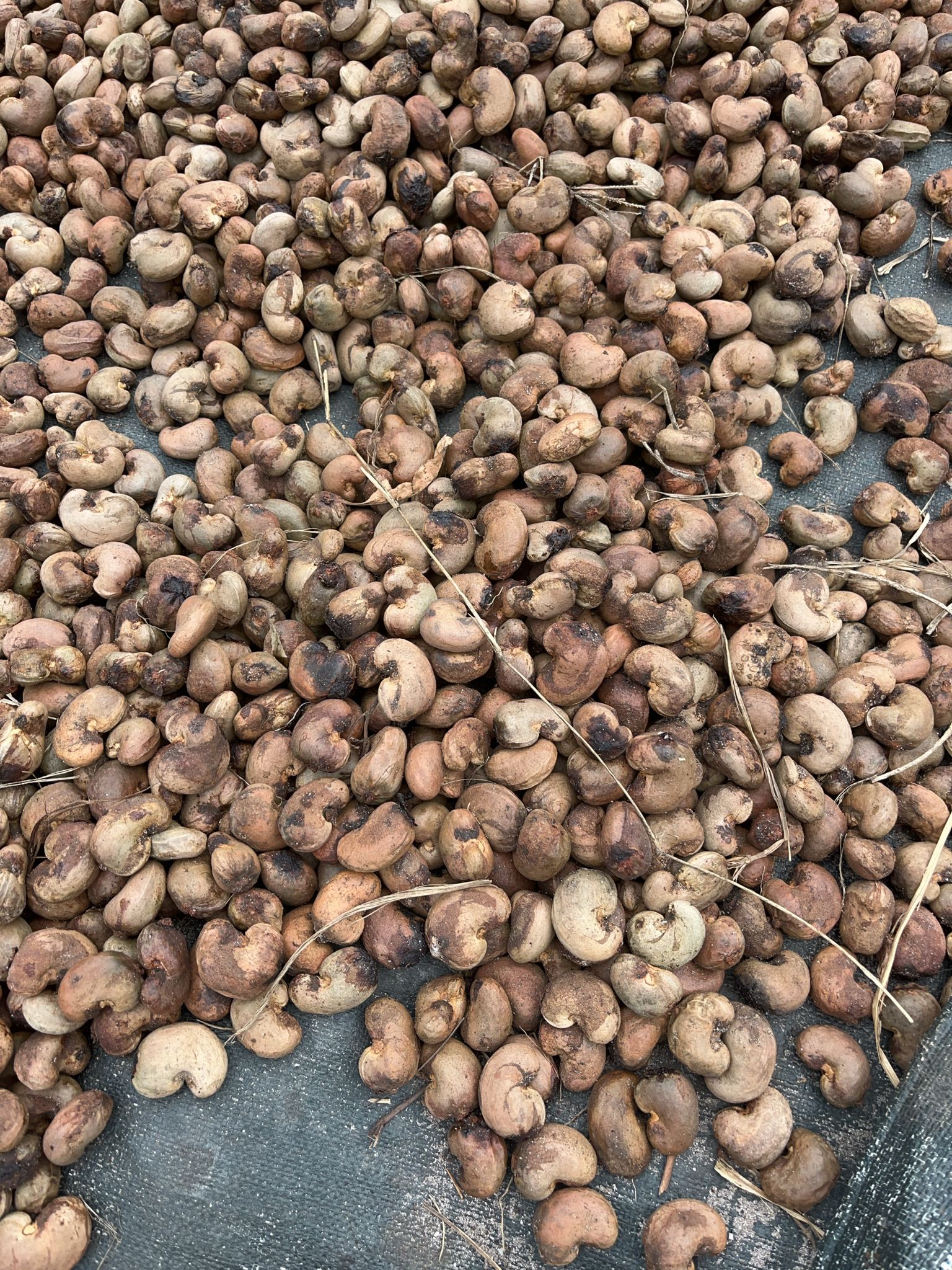 Jambu Mete (Annacardium occidentale L.)