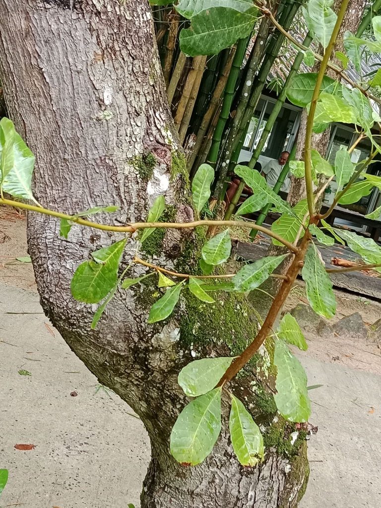 Jambu Mete (Annacardium occidentale L.)