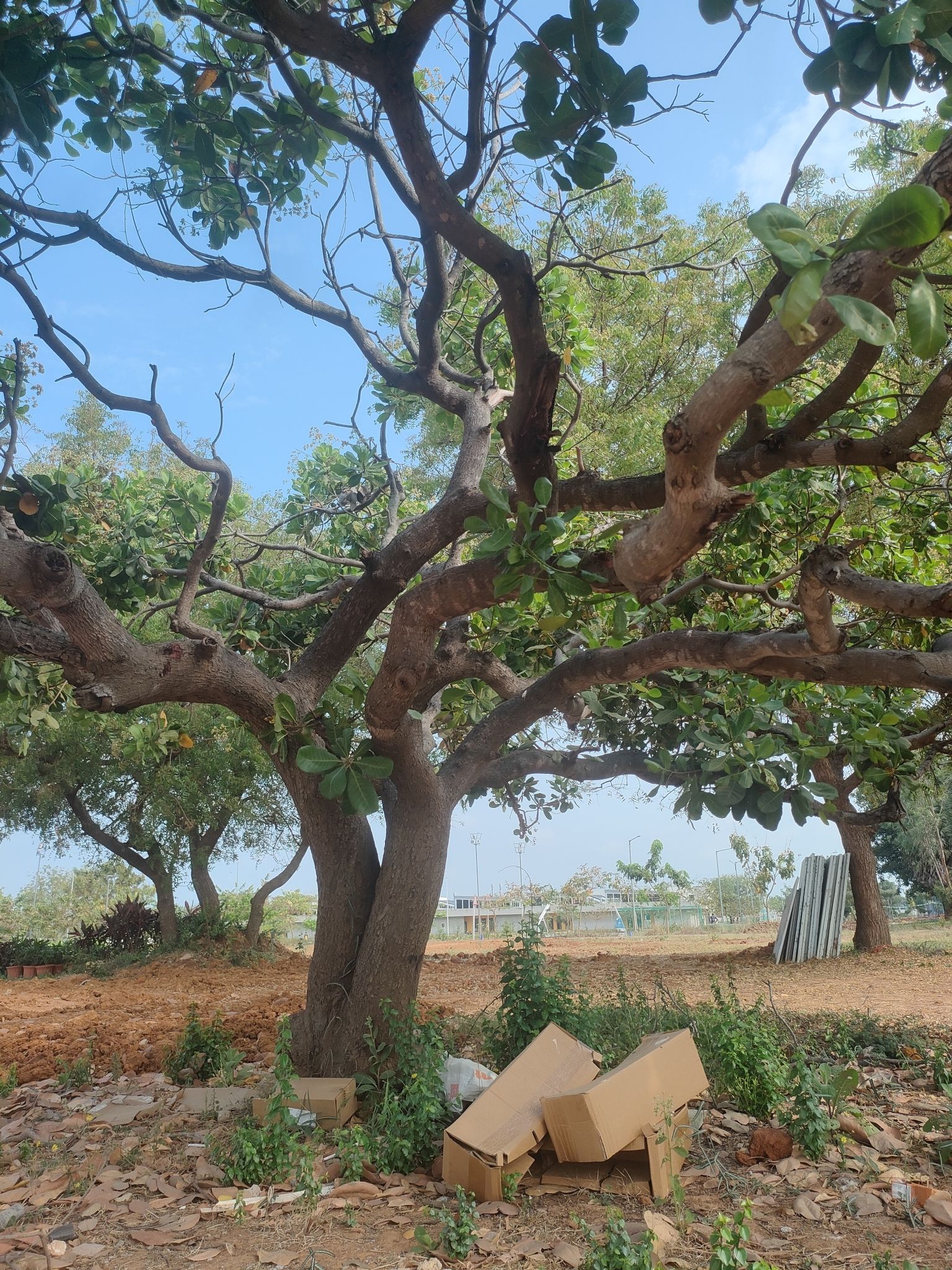 Jambu Mete (Annacardium occidentale L.)