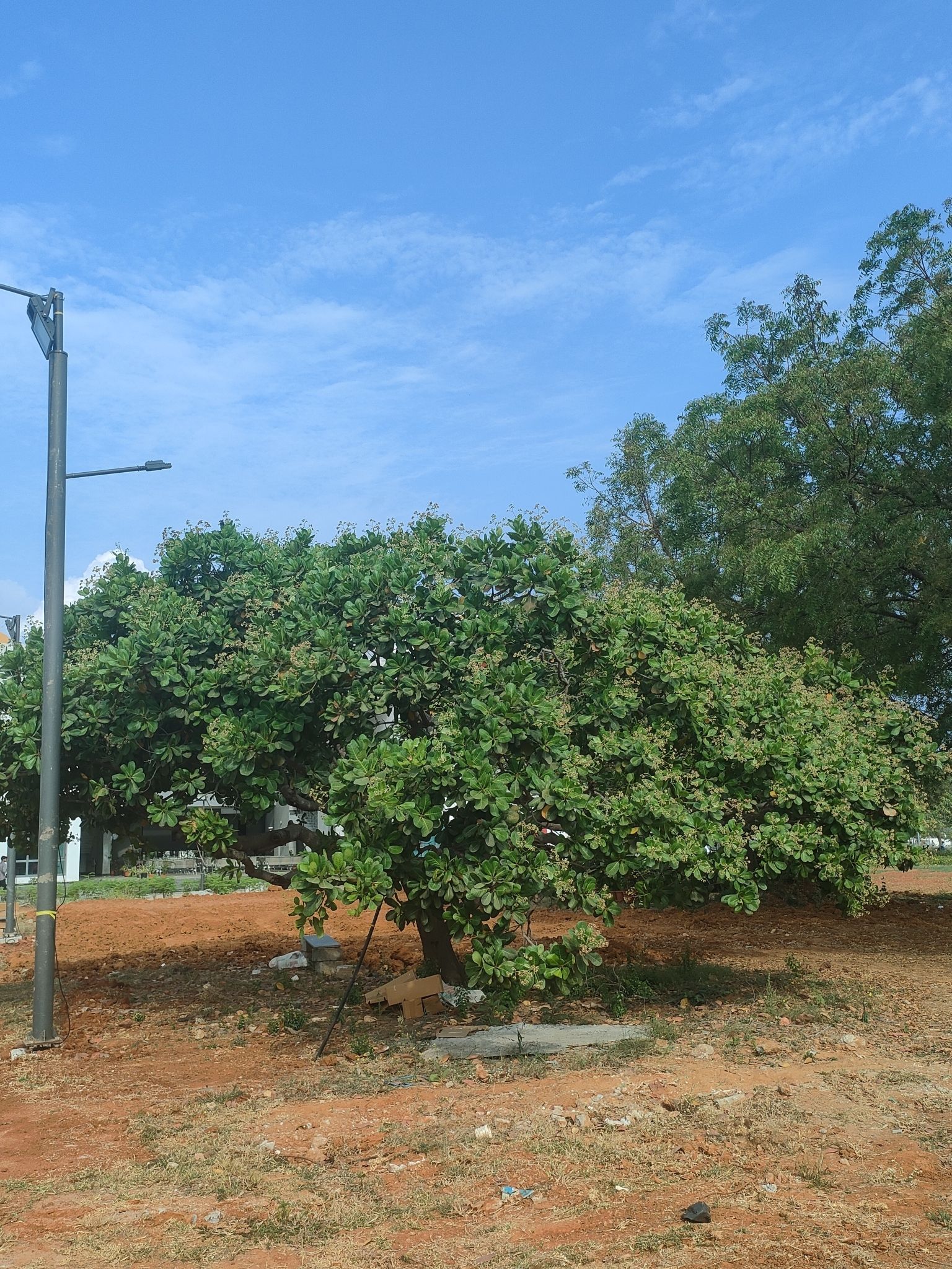 Jambu Mete (Annacardium occidentale L.)