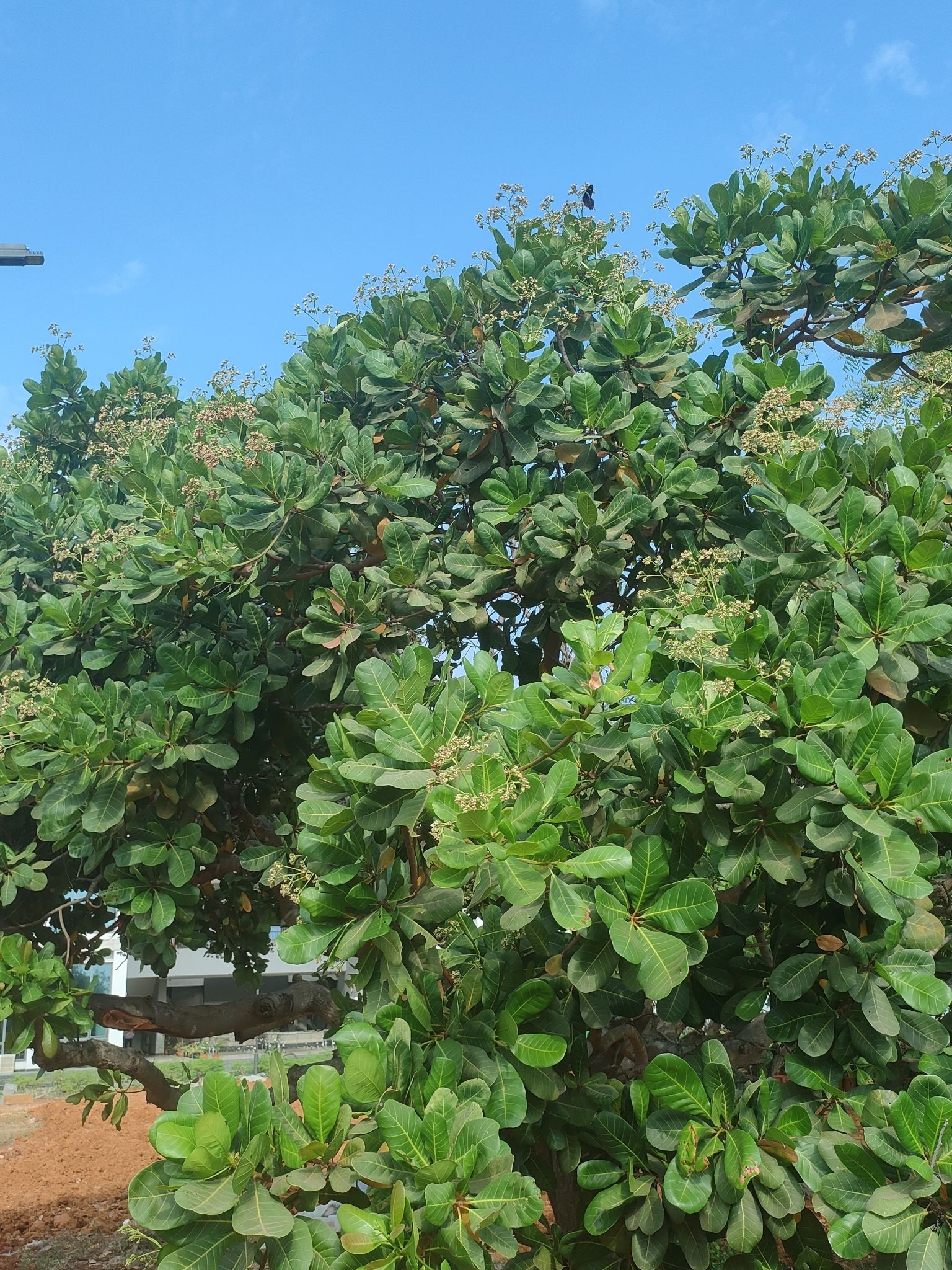 Jambu Mete (Annacardium occidentale L.)