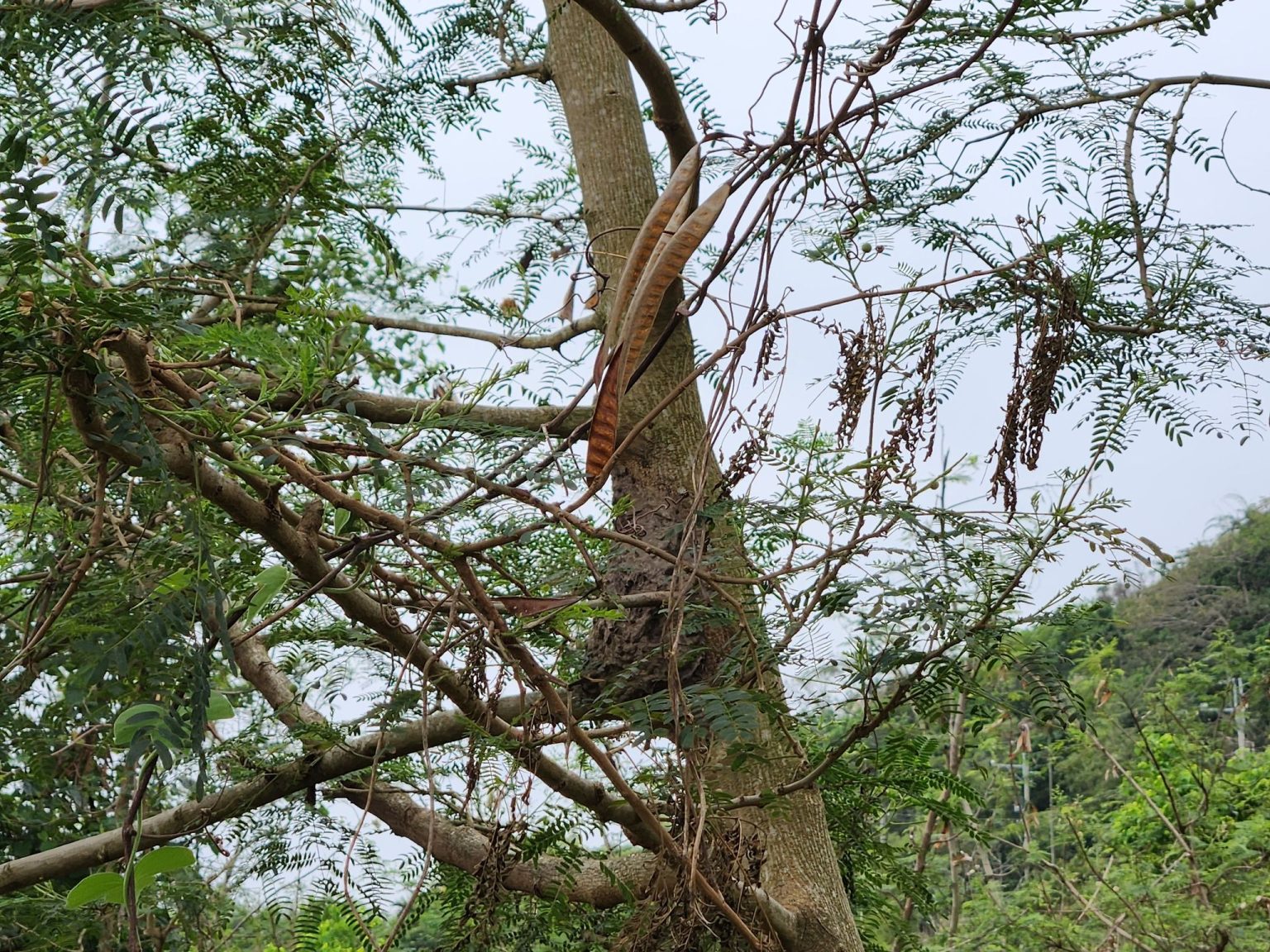 Lamtoro (Leucaena leucocephala)