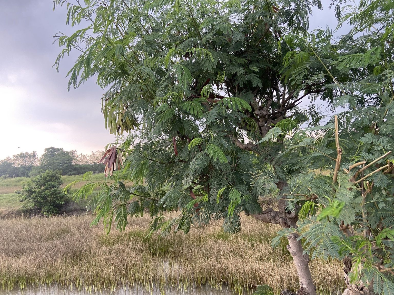Lamtoro (Leucaena leucocephala)