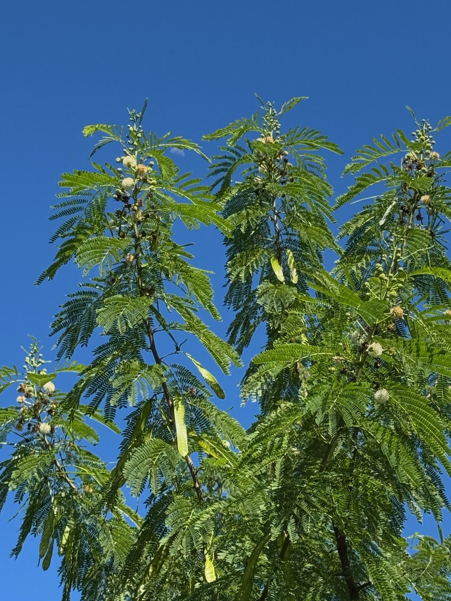 Lamtoro (Leucaena leucocephala)