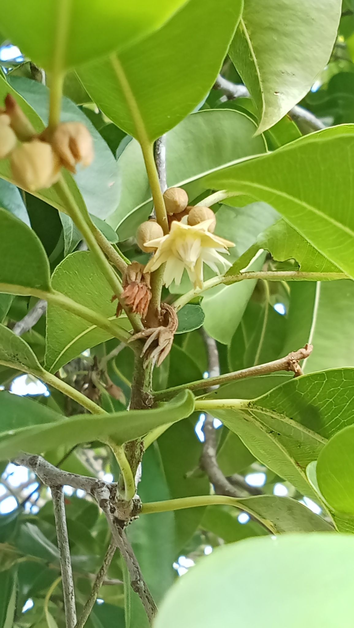 Tanjung (Mimusops elengi L.)