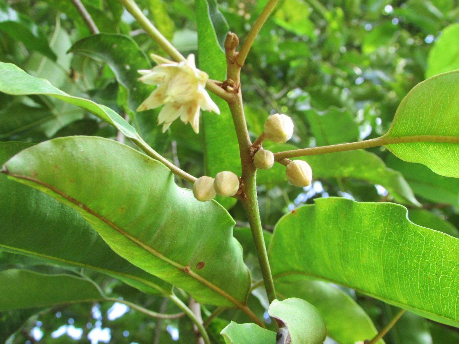 Tanjung (Mimusops elengi L.)