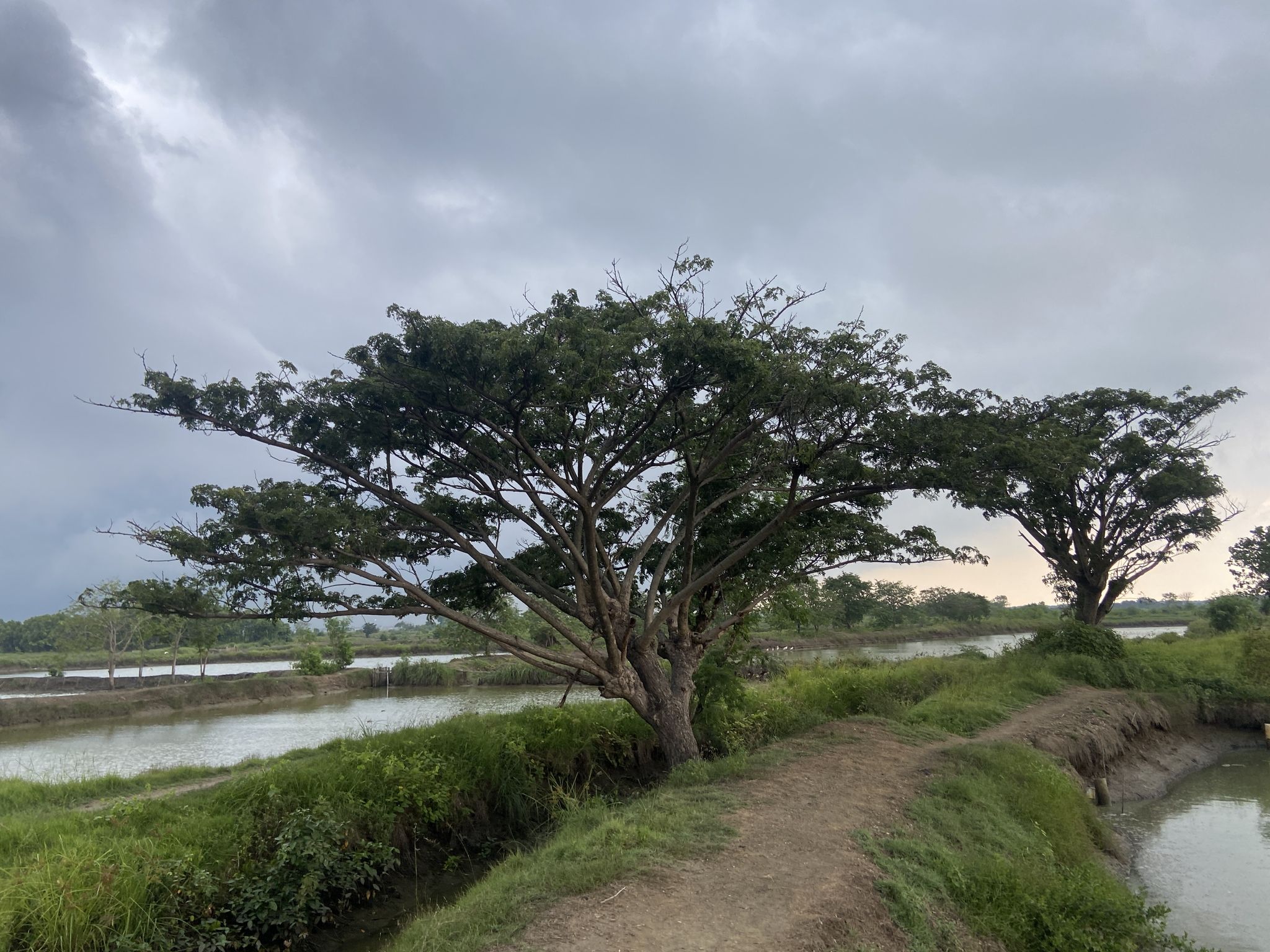 Trembesi (Samanea saman)