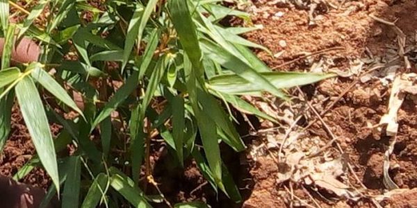 Sekilas Budidaya Bambu